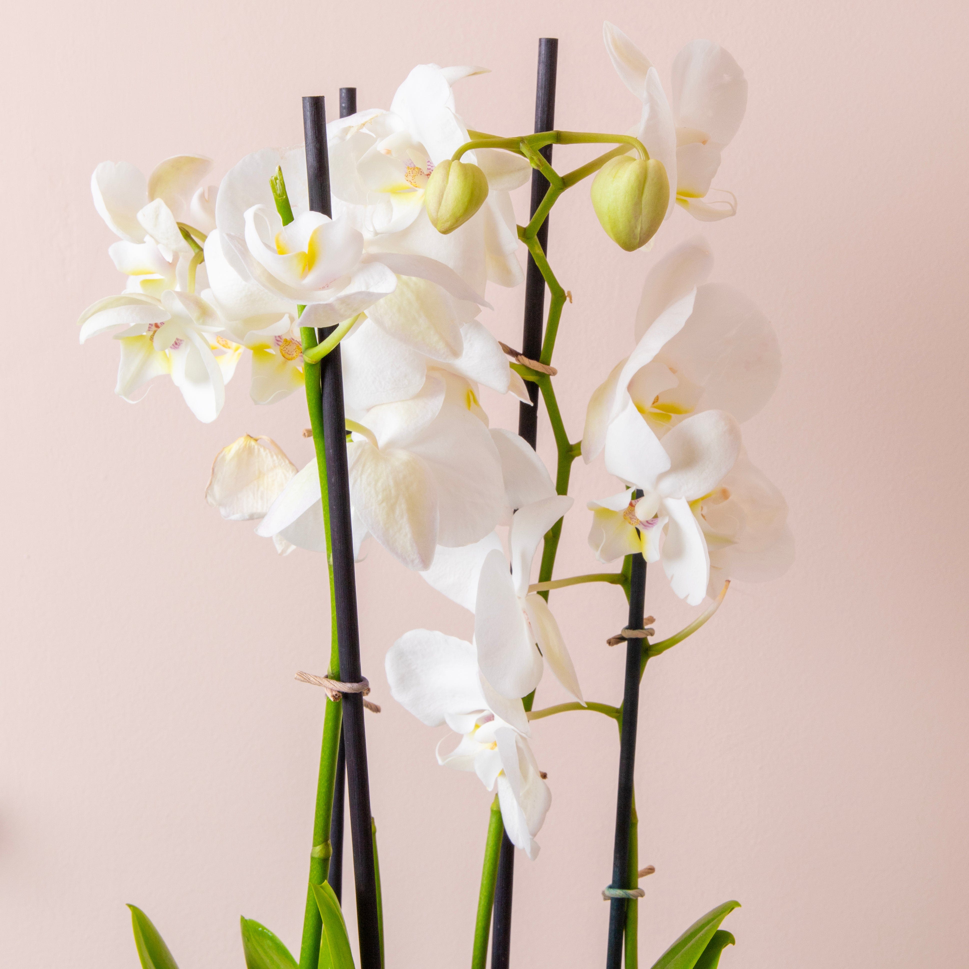 Orchid with ceramic pot – Cutter & Squidge